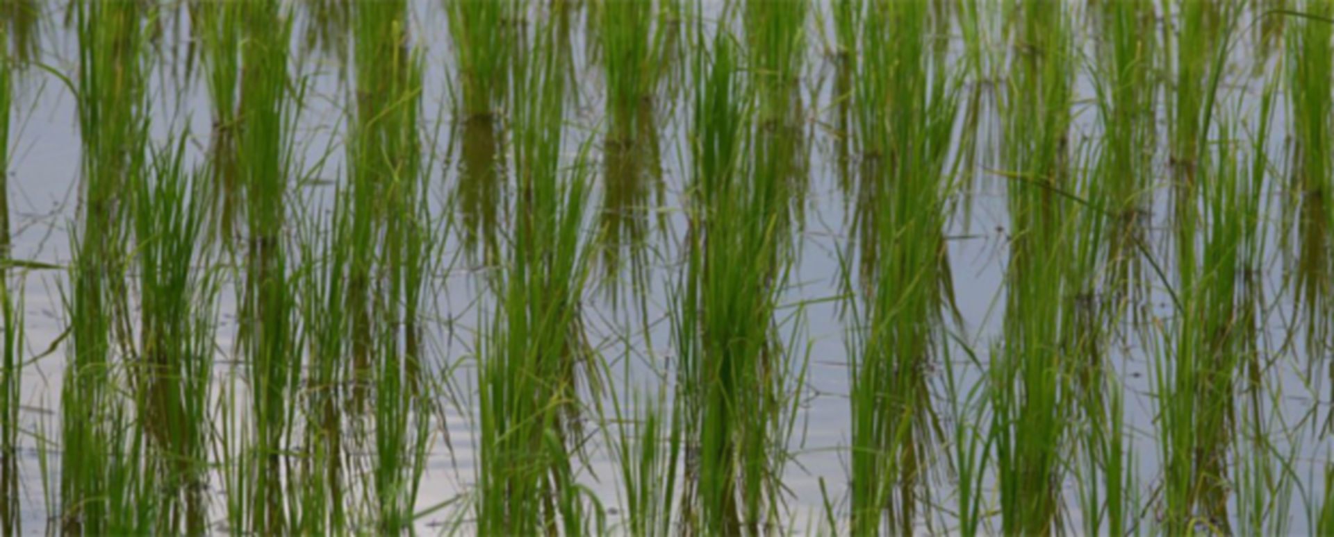 Rhizoxin: Reisfeld-Schädling contra Krebs - DocCheck
