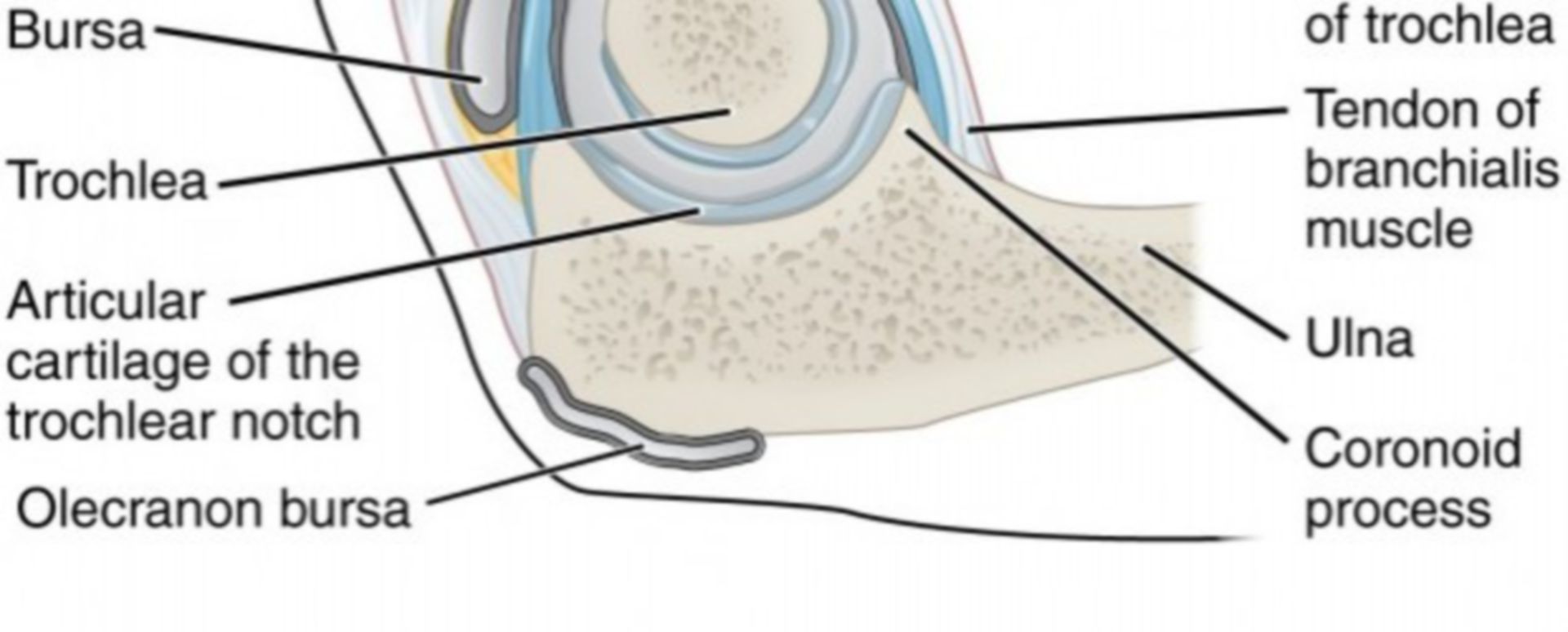 Anatomie der oberen Extremität: Das Ellenbogengelenk - DocCheck