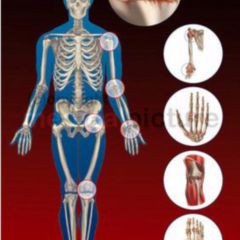 Knorpelgewebe - DocCheck Flexikon