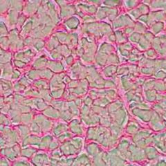 Bindegewebe - DocCheck Flexikon