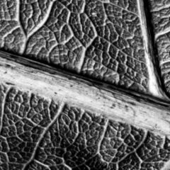 Endothel - DocCheck Flexikon