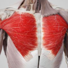 Pectoralis Pectoralis Major Tendon Rupture Steven Chudik MD