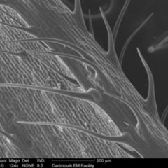 Shiny Corner Sign - DocCheck Flexikon