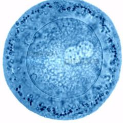 Eizelle - DocCheck Flexikon