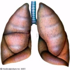 Lungensegment - DocCheck Flexikon