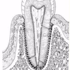 Zahn - DocCheck Flexikon