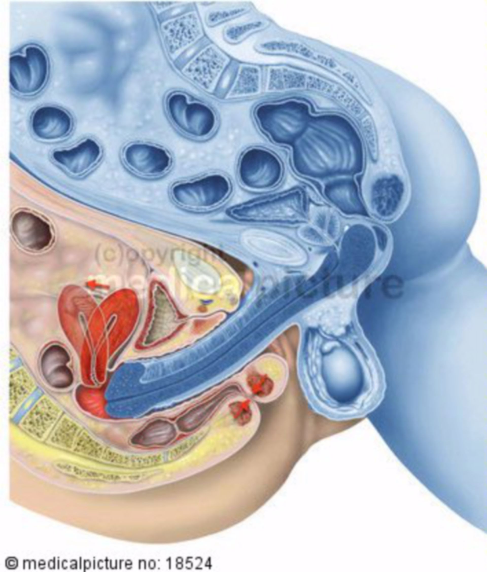Anatomy Of Intercourse THE ANATOMY OF MALE PLEASURE and Reproduction 