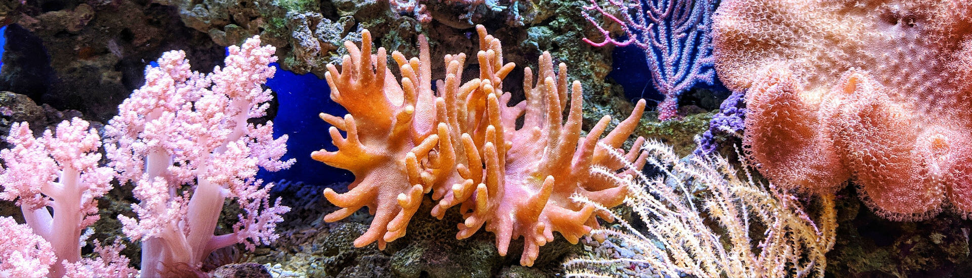 Bauch-OP: Woher kommen die Verwachsungen? - DocCheck