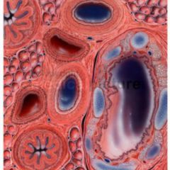 Lungengewebe - DocCheck Flexikon
