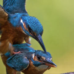 Virom - DocCheck Flexikon