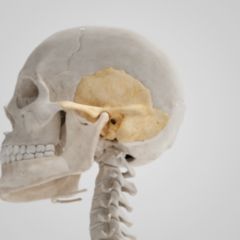 Os temporale - DocCheck Flexikon