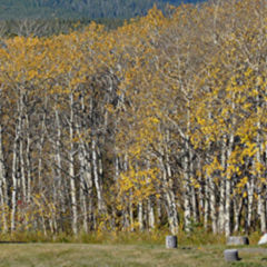 Loco typico - DocCheck Flexikon