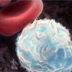 Blutzelle - DocCheck Flexikon