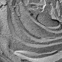 Labien - DocCheck Flexikon