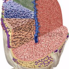 Leberläppchen - DocCheck Flexikon