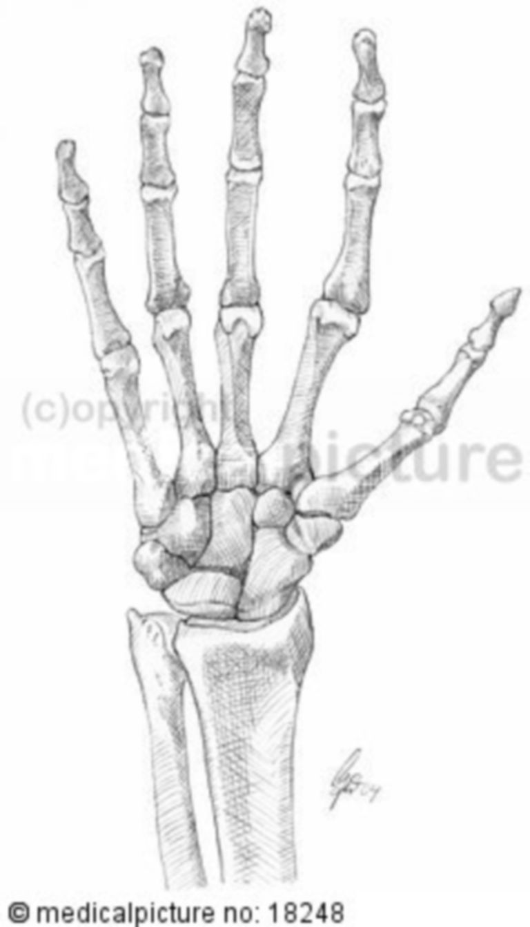 Hand Handgelenk - DocCheck