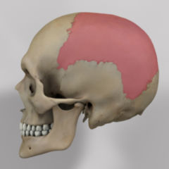 Os hamatum - DocCheck Flexikon