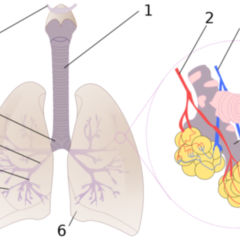 Bifurkation - DocCheck Flexikon