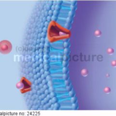 Extrazellularraum - DocCheck Flexikon