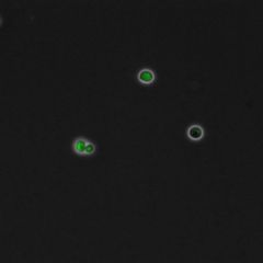 Präinitiationskomplex - DocCheck Flexikon