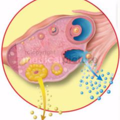 Ovar (Veterinärmedizin) - DocCheck Flexikon