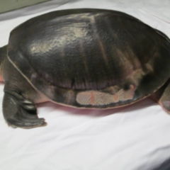 Rickham-Reservoir - DocCheck Flexikon