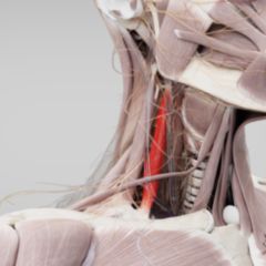 Musculus scalenus anterior - DocCheck Flexikon