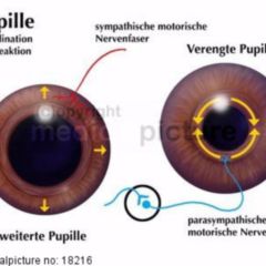 Miosis - DocCheck Flexikon