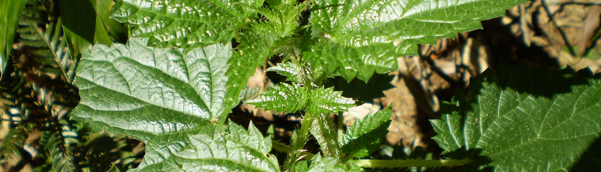 Urtikaria: Quälende Quaddeln - DocCheck