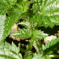 Quaddel - DocCheck Flexikon