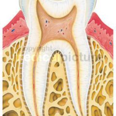 Zahn - DocCheck Flexikon