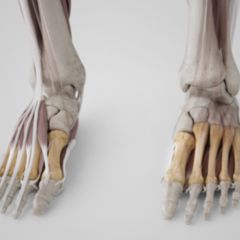 Os metatarsale - DocCheck Flexikon