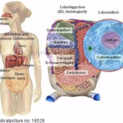 Leberläppchen - DocCheck Flexikon