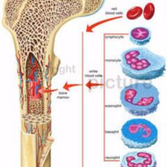 Knochenmark - DocCheck Flexikon