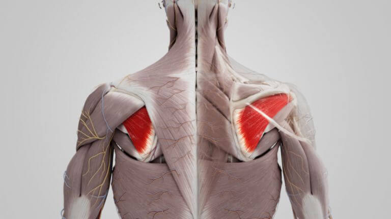 Musculus infraspinatus - DocCheck