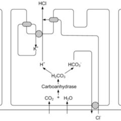 Carboanhydrase - DocCheck Flexikon