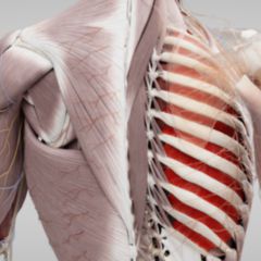 Musculi intercostales intimi - DocCheck Flexikon