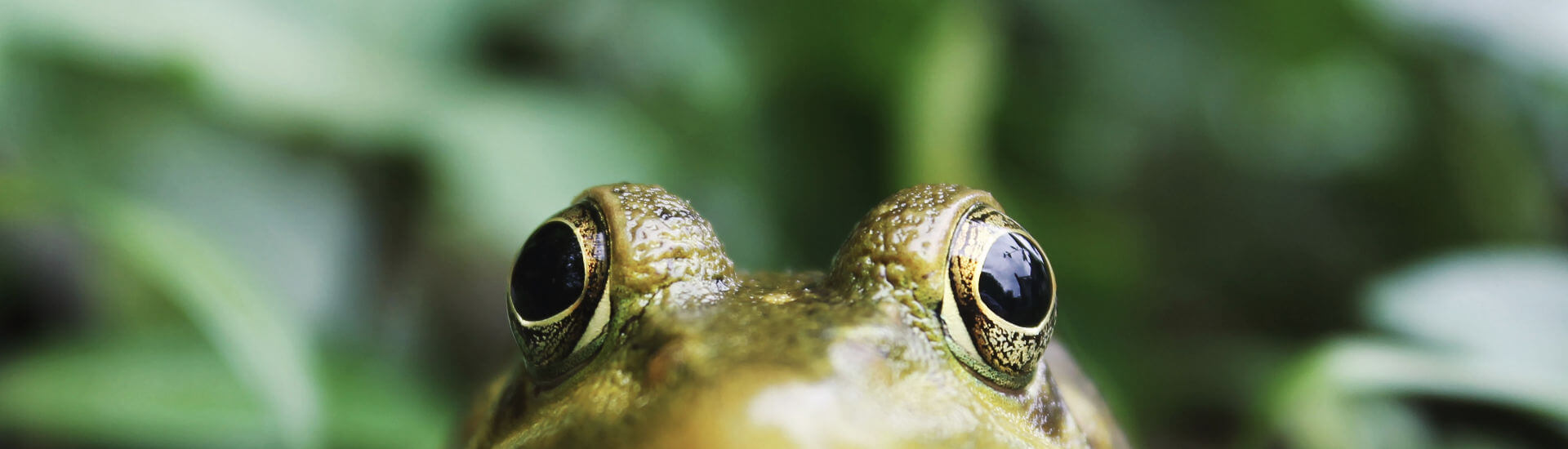 Neue Art: „Zombie-Frosch“ entdeckt - DocCheck