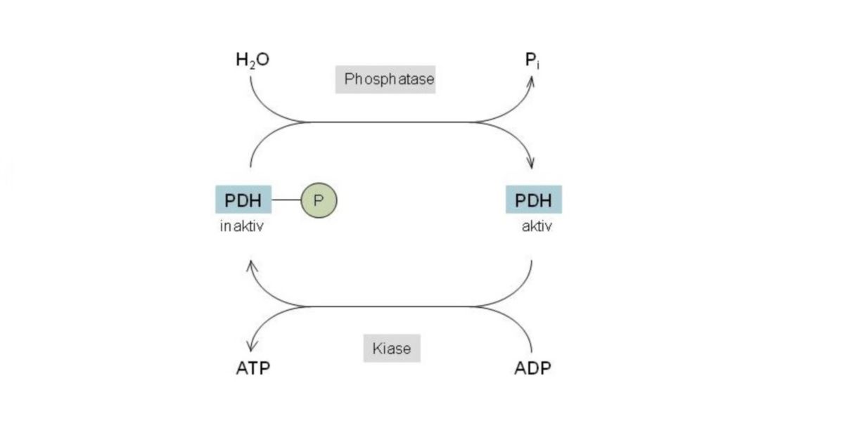 Pyruvatdehydrogenase - DocCheck Flexikon