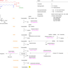 Sphingolipide - DocCheck Flexikon