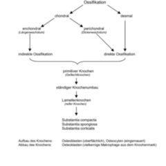 Hormonell - DocCheck Flexikon