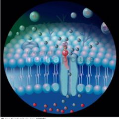 Zellmembran - DocCheck Flexikon