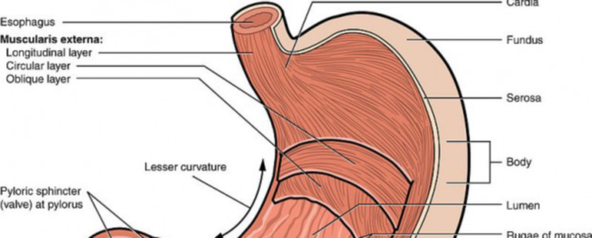 Der Magen – Anatomie, Funktionsweise und Erkrankungen - DocCheck