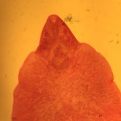 Helminthen - DocCheck Flexikon