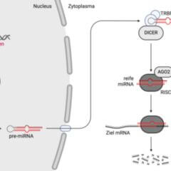 RNA-induced silencing complex - DocCheck Flexikon