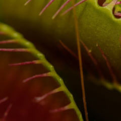 Cisaprid - DocCheck Flexikon