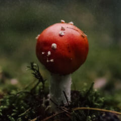 Forel-Achse - DocCheck Flexikon