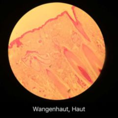 Wange - DocCheck Flexikon