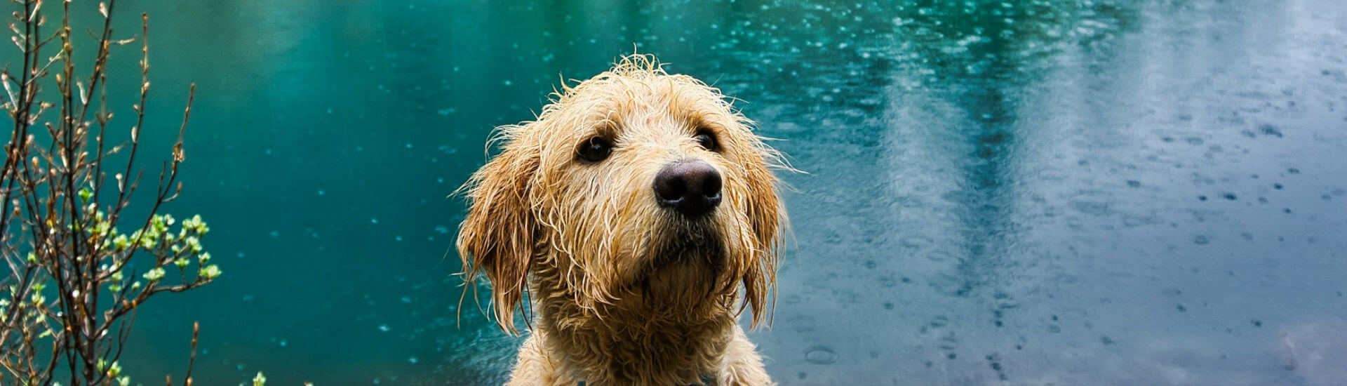 Hunde und Flüsse: Da ist der Wurm drin - DocCheck