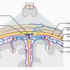 Leptomeninx - DocCheck Flexikon